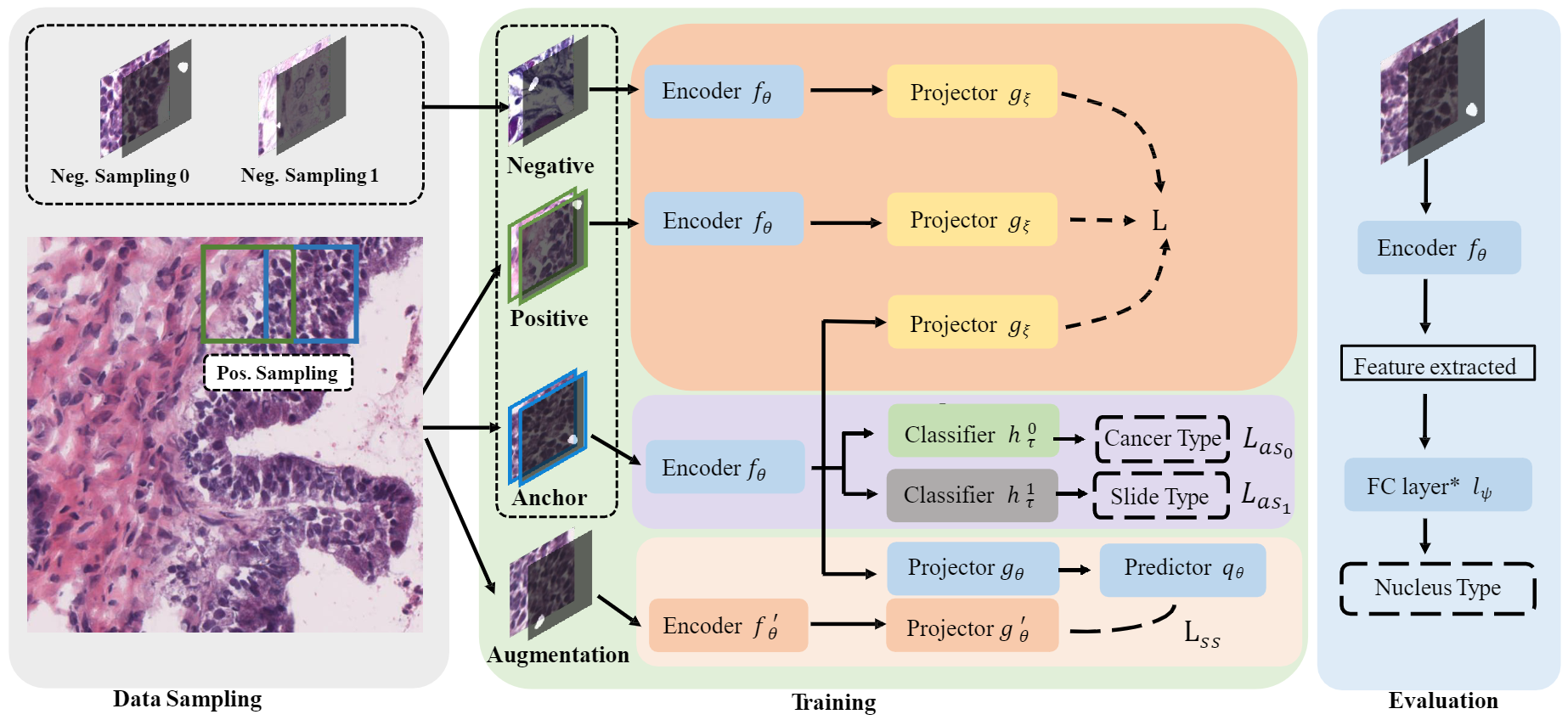 Knowledge-Based Representation Learning for Nucleus Instance Classification from ...